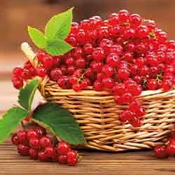 Ribisel > Obst | STARKL - Der starke Gärtner | STARKL ESHOP